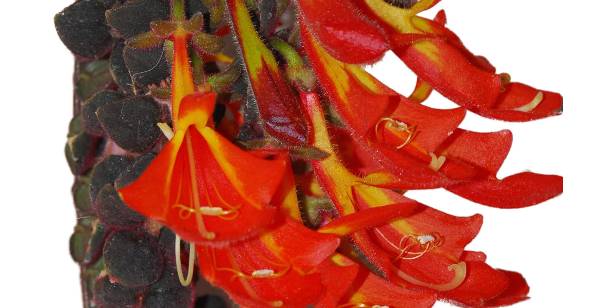 Columnea gloriosa — Ecuagenera Orquídeas del Ecuador
