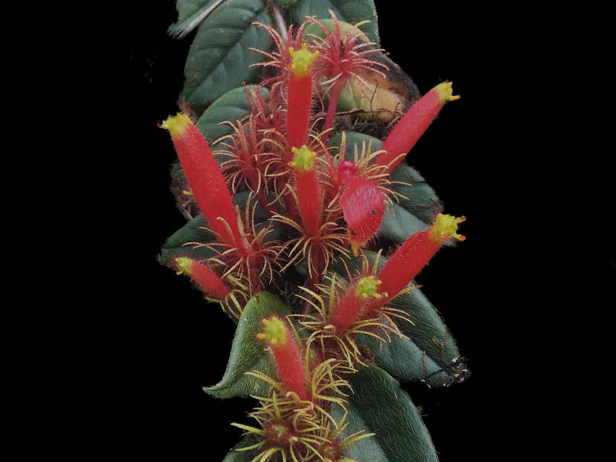 Columnea minor — Ecuagenera Orquídeas del Ecuador