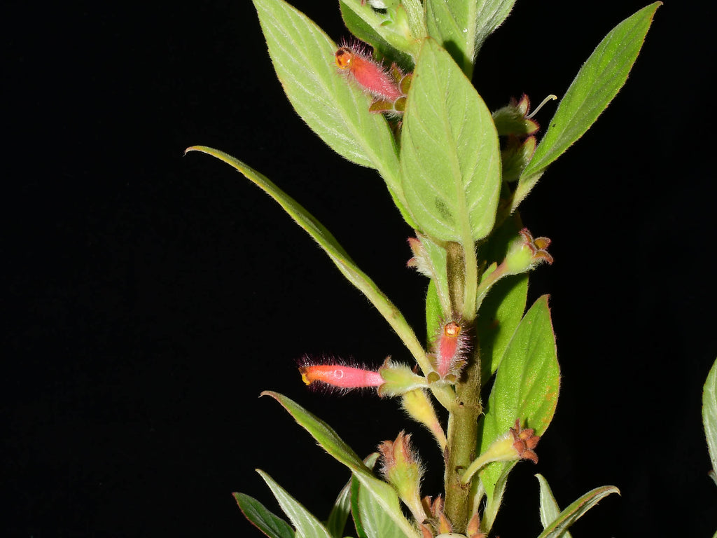 Columnea — Ecuagenera Orquídeas del Ecuador
