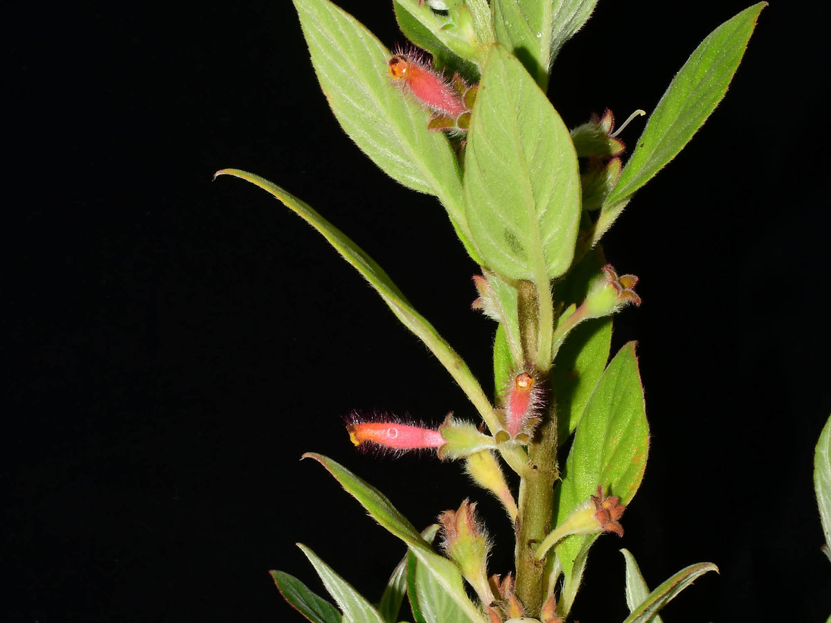 Columnea rileyi — Ecuagenera Orquídeas del Ecuador