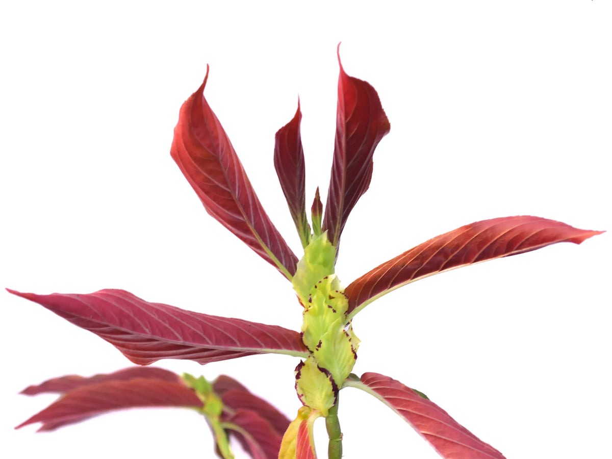 Columnea sp Jose Luis — Ecuagenera Orquídeas del Ecuador
