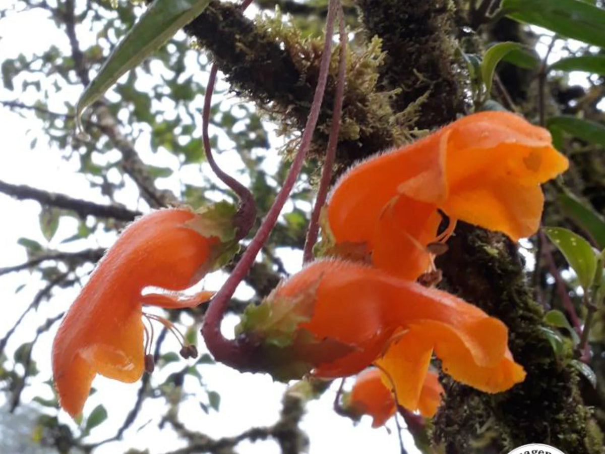 Columnea strigosa — Ecuagenera Orquídeas del Ecuador