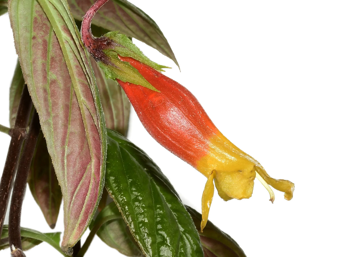Columnea strigosa bicolor — Ecuagenera Orquídeas del Ecuador