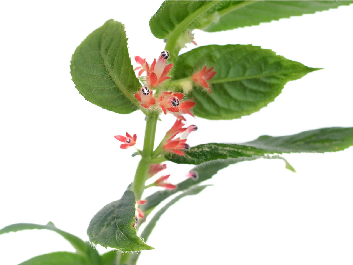 Columnea tenella — Ecuagenera Orquídeas del Ecuador