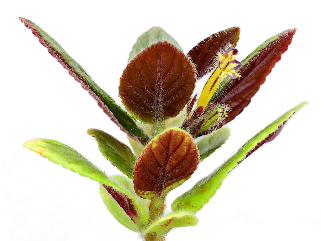 Columnea — Ecuagenera Orquídeas del Ecuador