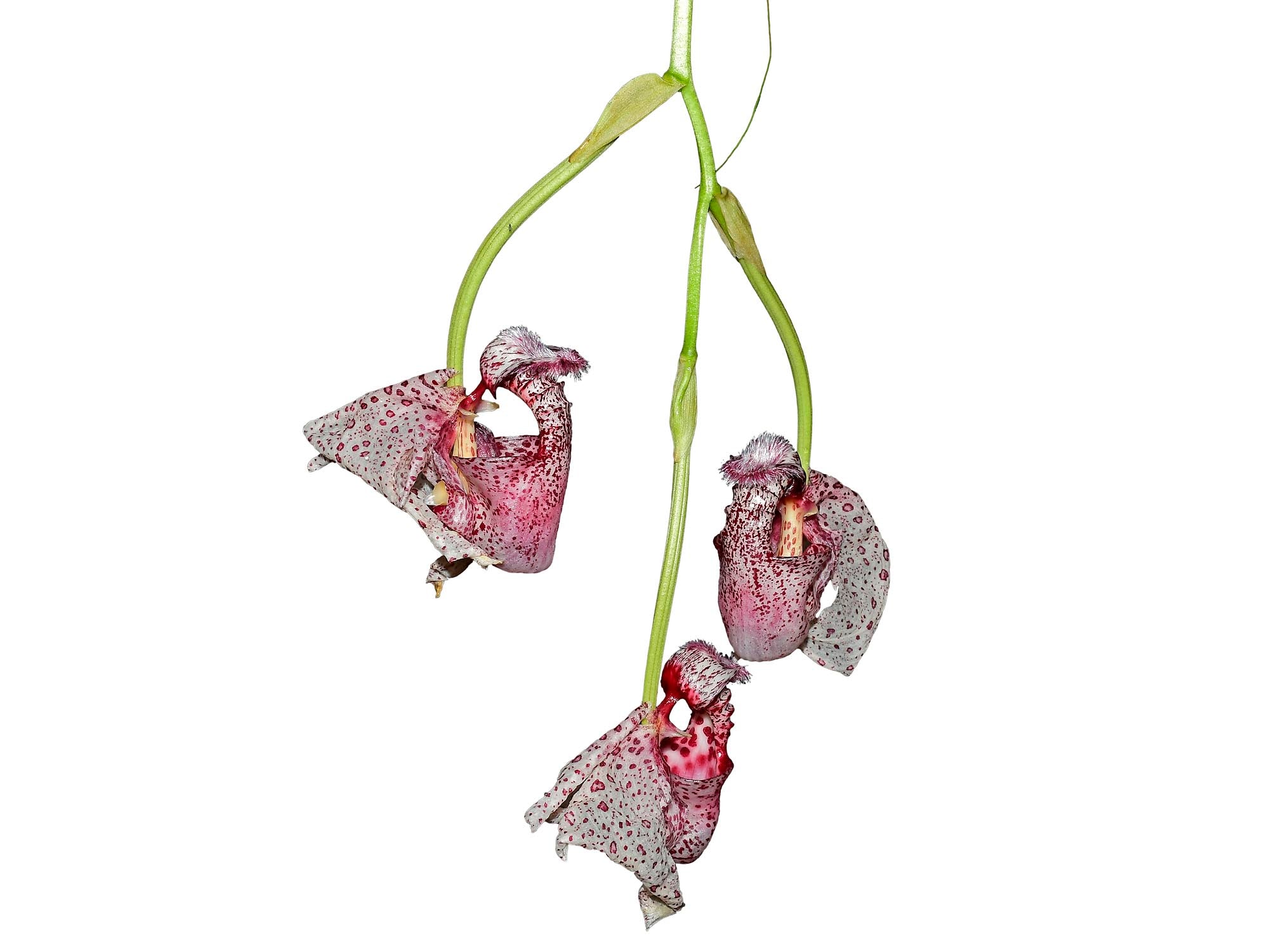 Coryanthes alborosea - Fragrant Bucket Orchid | Ecuagenera — Ecuagenera ...