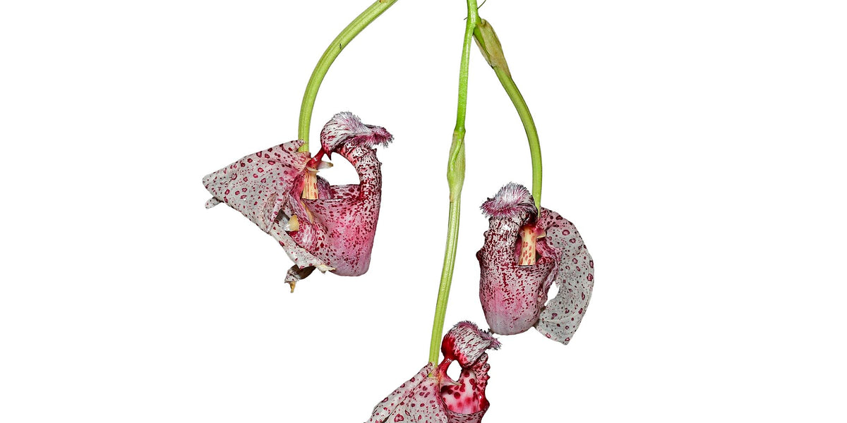 Coryanthes alborosea - Fragrant Bucket Orchid | Ecuagenera — Ecuagenera ...