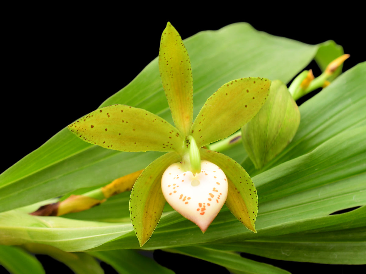Cycnoches haagii — Ecuagenera Orquídeas del Ecuador
