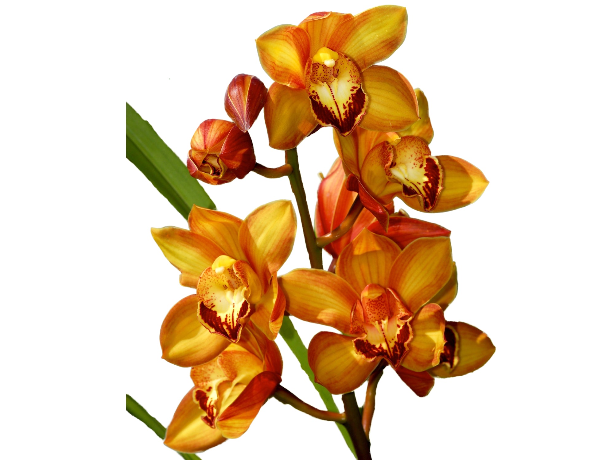 Cymbidium Dori Merchán — Ecuagenera Orquídeas del Ecuador