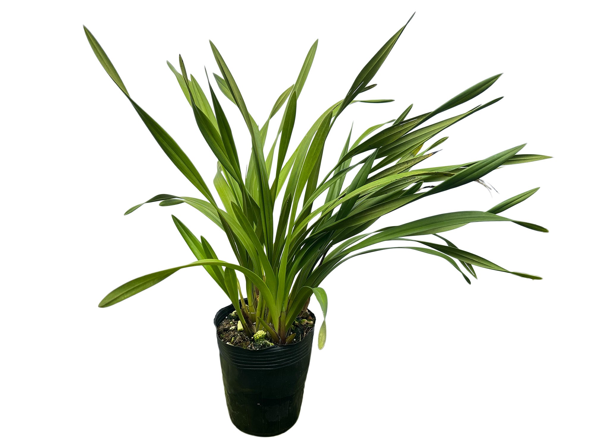 Cymbidium Druin Masterpiece 'Renae' — Ecuagenera Orquídeas del Ecuador