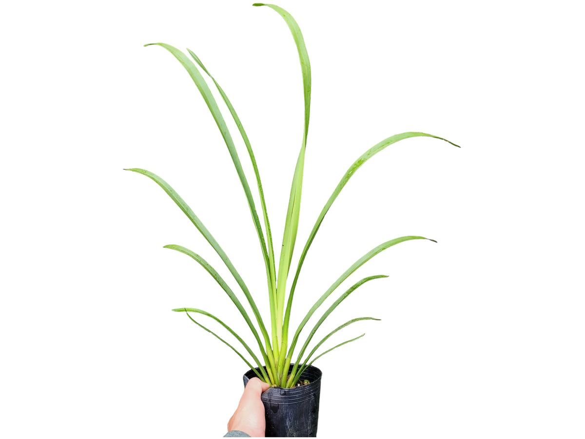 Cymbidium Druin Masterpiece 'Renae' (medium) — Ecuagenera Orquídeas del ...