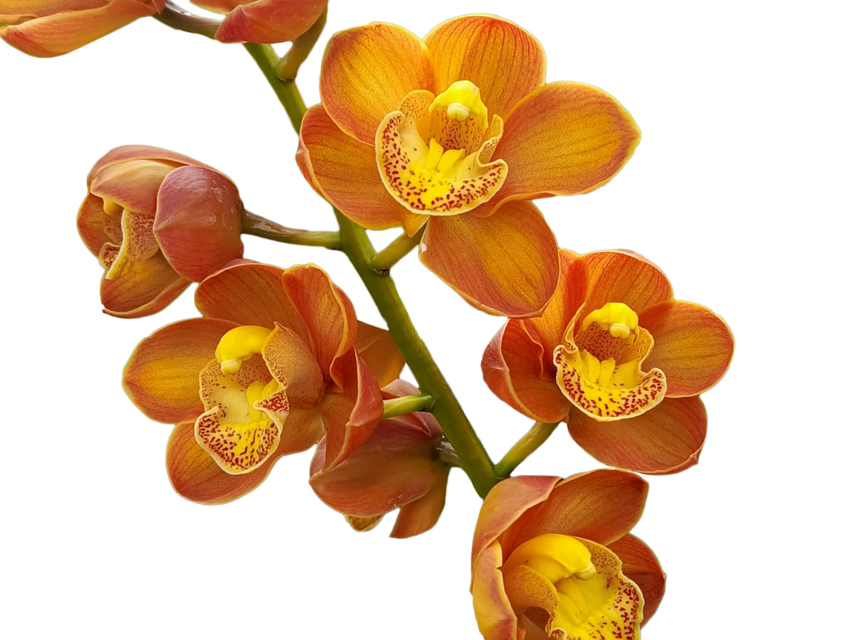 Cymbidium Druin Masterpiece 'Renae' — Ecuagenera Orquídeas del Ecuador