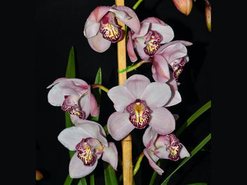 Cymbidium Ingrid de Portilla (medium) — Ecuagenera Orquídeas del Ecuador
