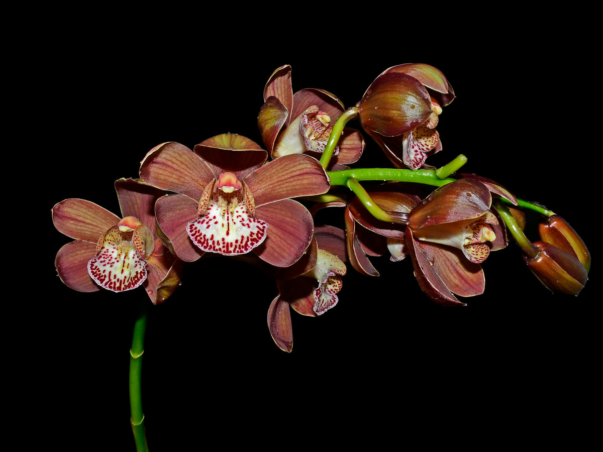 Cymbidium Klam Flame Cah Saw x Cymb. Dath wish Dark Disiere # 1 ...