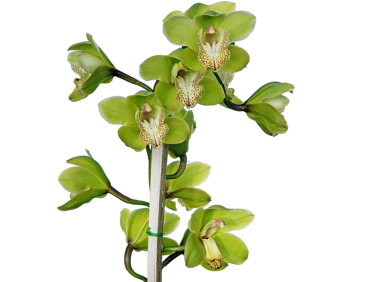 Cymbidium Miguel 24 Verde — Ecuagenera Orquídeas del Ecuador