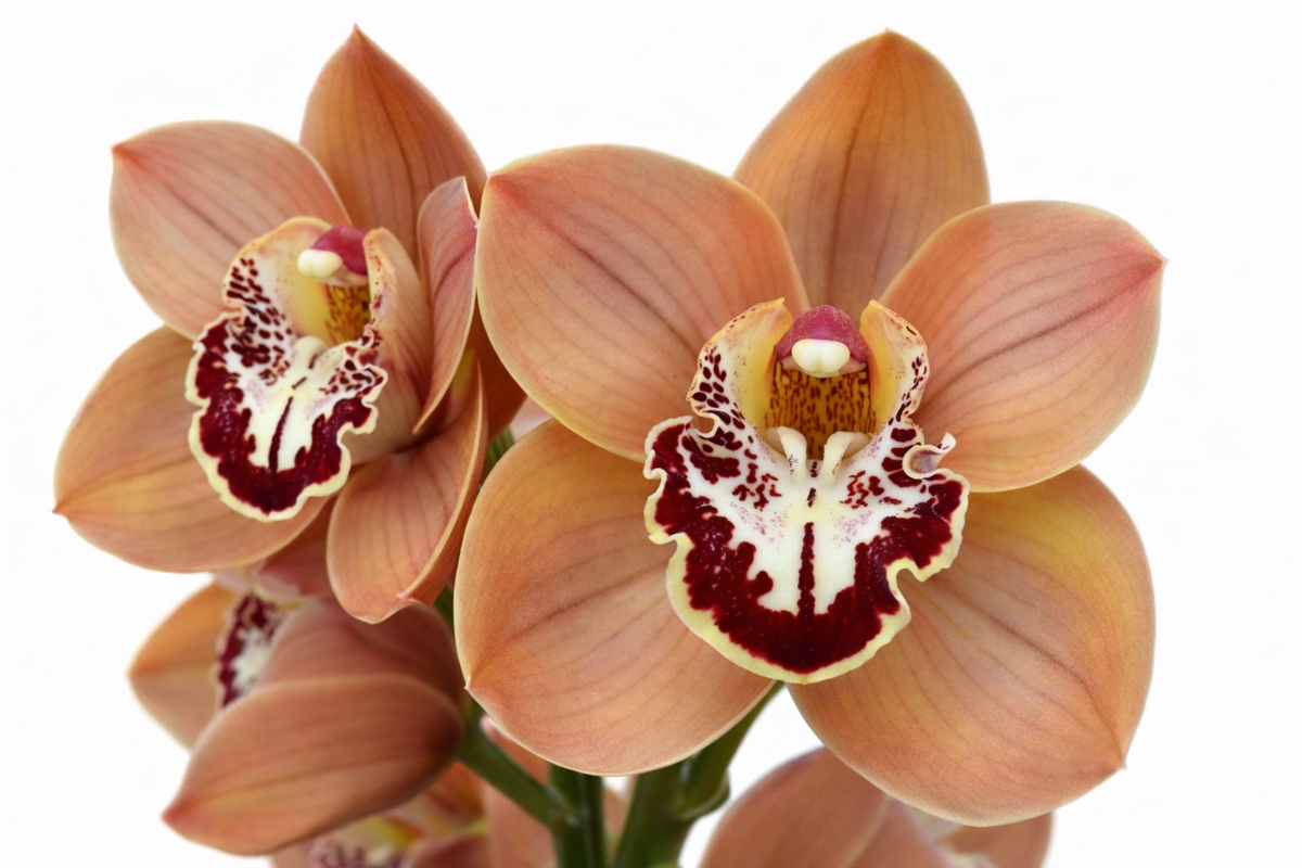 Cymbidium Spicy khan 'Melon Wine' (medium) — Ecuagenera Orquídeas del ...