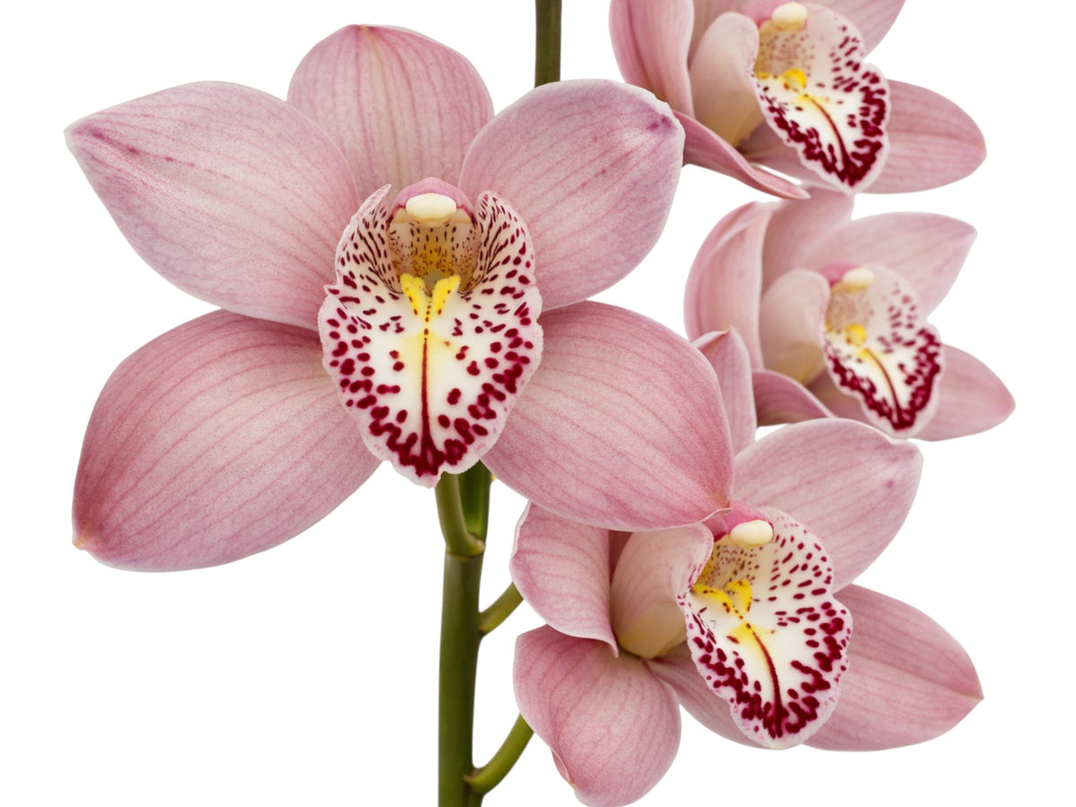 Cymbidium Terama x Kerta Warton x Solana Beach St Francis 4n (medium ...