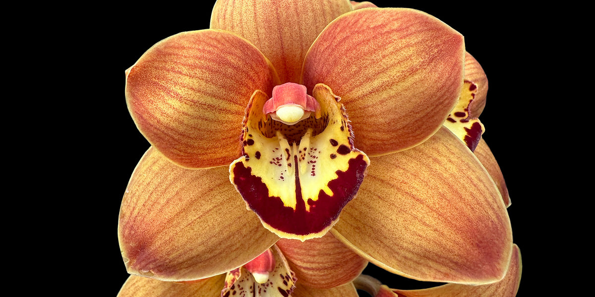 Cymbidium Uluru 'Sunset' — Ecuagenera Orquídeas del Ecuador