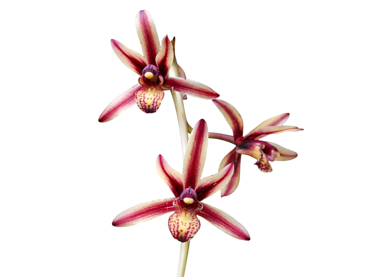 Cymbidium bicolor (medium) — Ecuagenera Orquídeas del Ecuador