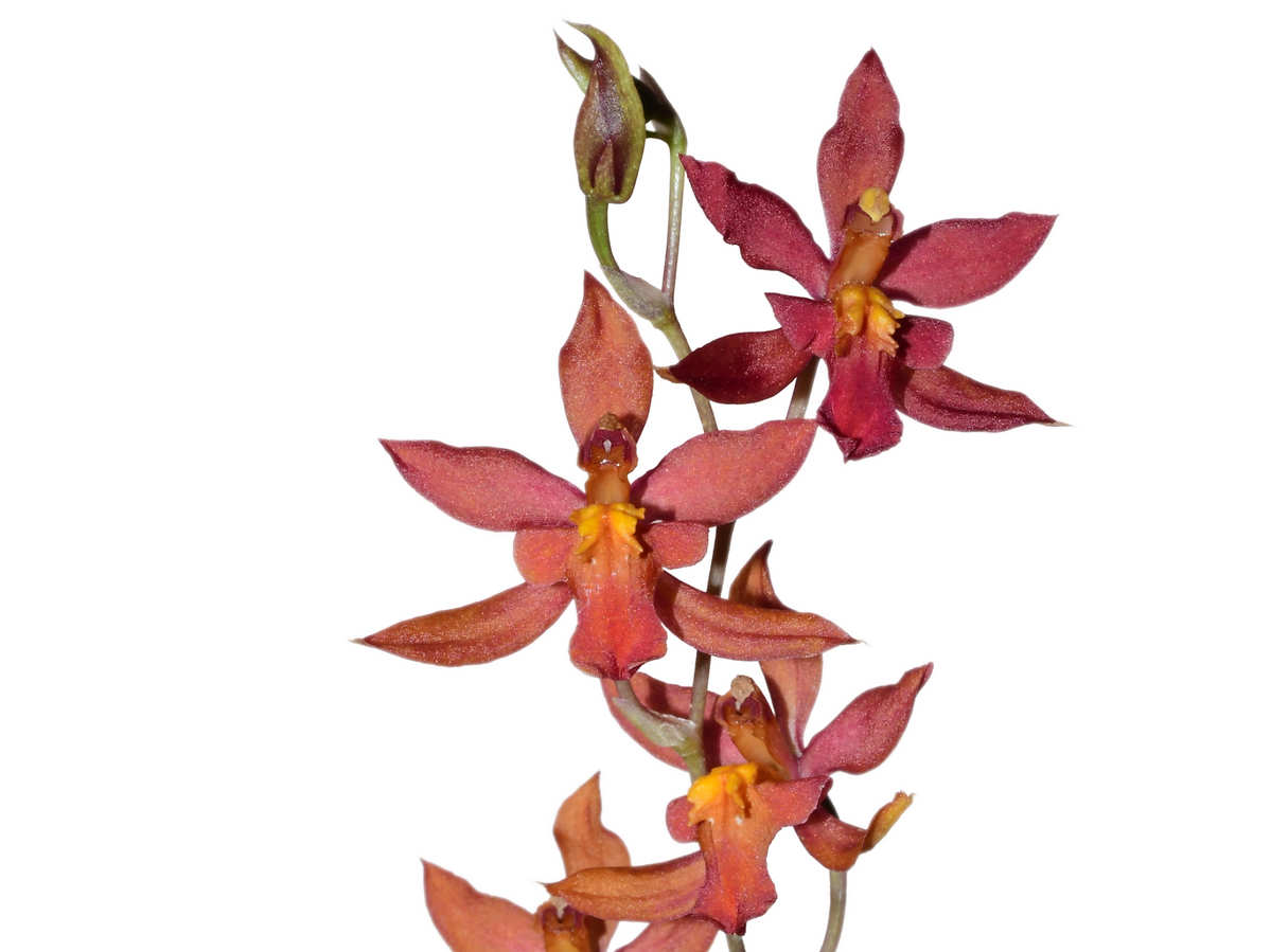 Cyrtocidium Ecuagenera — Ecuagenera Orquídeas del Ecuador