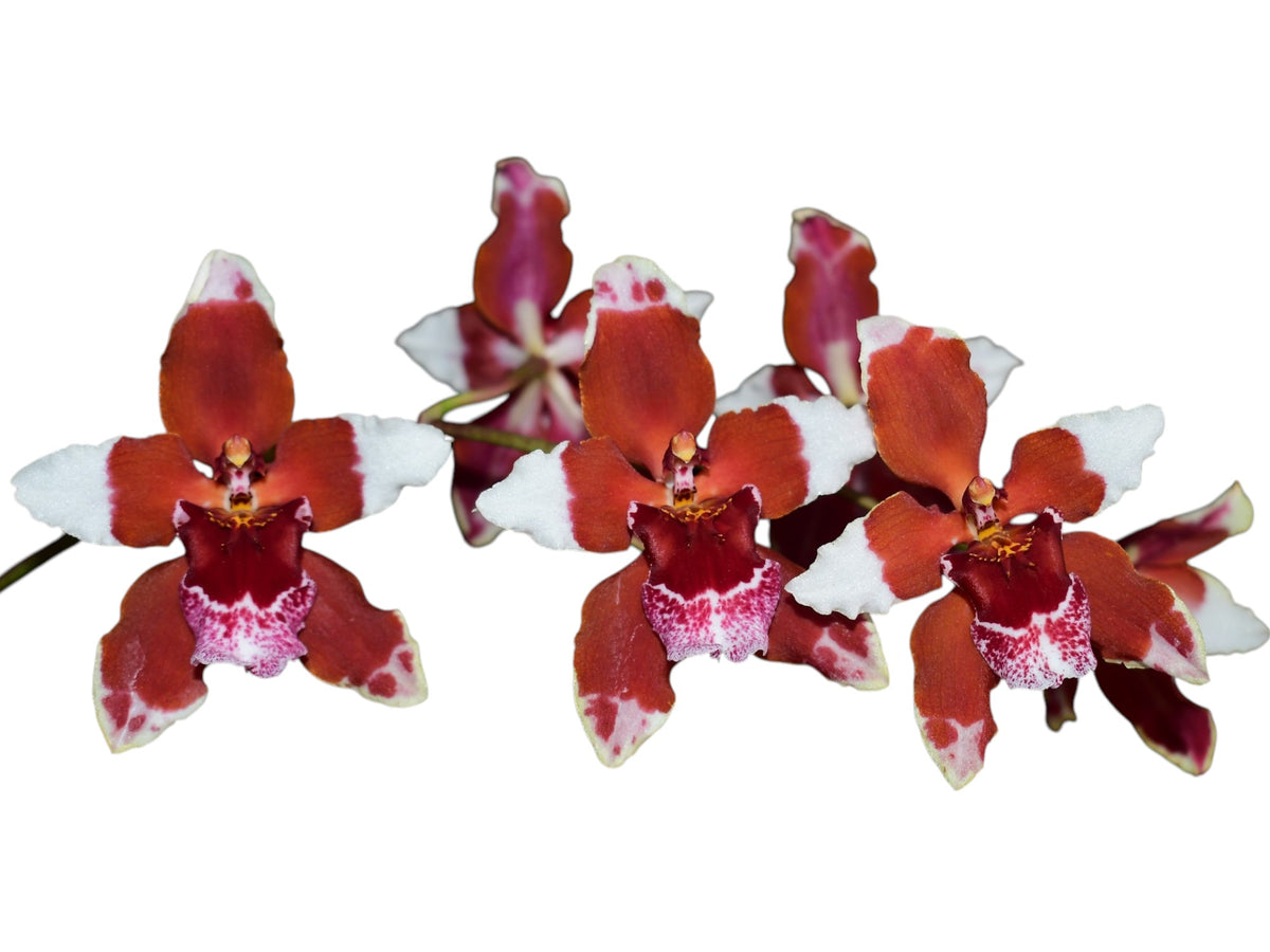 Cyrtocidium Pepe Portilla 'Camila' — Ecuagenera Orquídeas del Ecuador