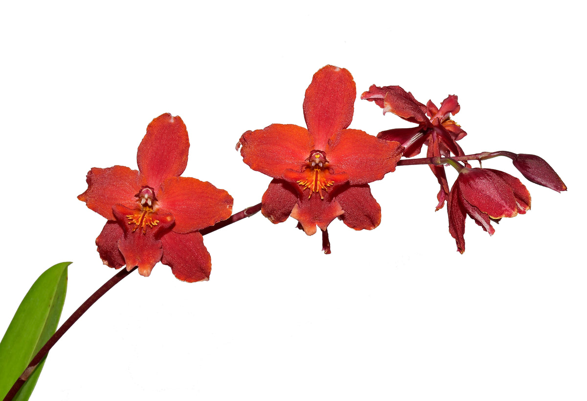 Cyrtocidium Sangre de Cristo — Ecuagenera Orquídeas del Ecuador