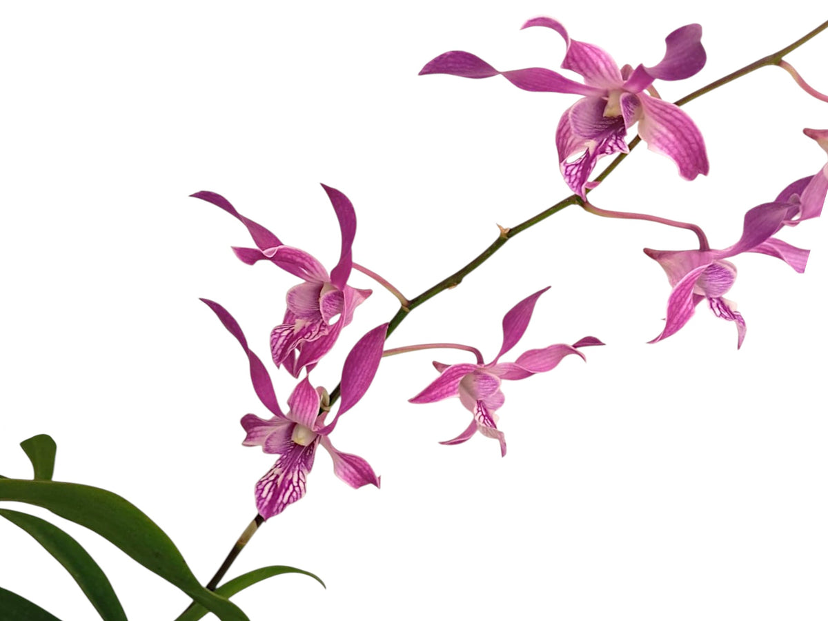Dendrobium Caesar Stripe Rosado — Ecuagenera Orquídeas del Ecuador