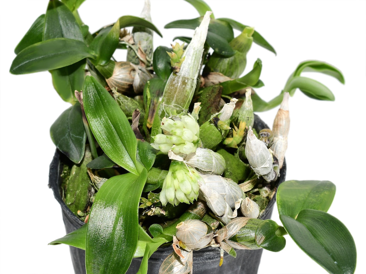 Dendrobium constrictum — Ecuagenera Orquídeas del Ecuador