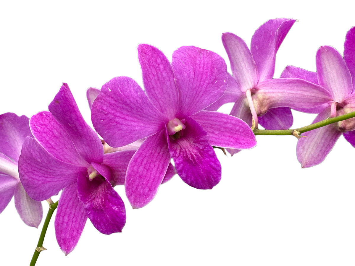 Dendrobium Burana Charming x D. Enobi Purple — Ecuagenera Orquídeas del ...
