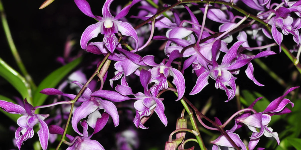 Dendrobium Caesar Stripe Rosado — Ecuagenera Orquídeas del Ecuador
