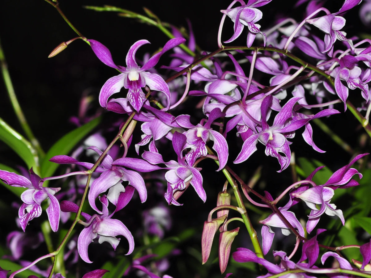 Dendrobium Caesar Stripe Rosado — Ecuagenera Orquídeas del Ecuador