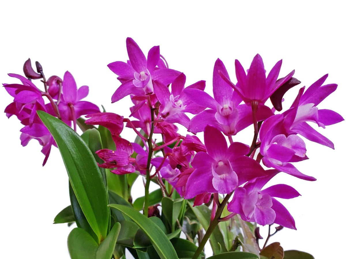 Dendrobium Jonathan’s Glory ‘Dark Joy' — Ecuagenera Orquídeas del Ecuador