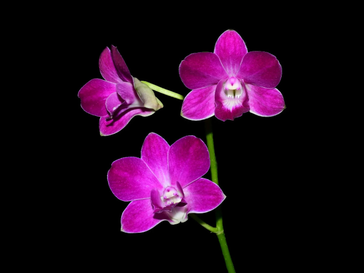 Dendrobium Kanitha Pink — Ecuagenera Orquídeas del Ecuador