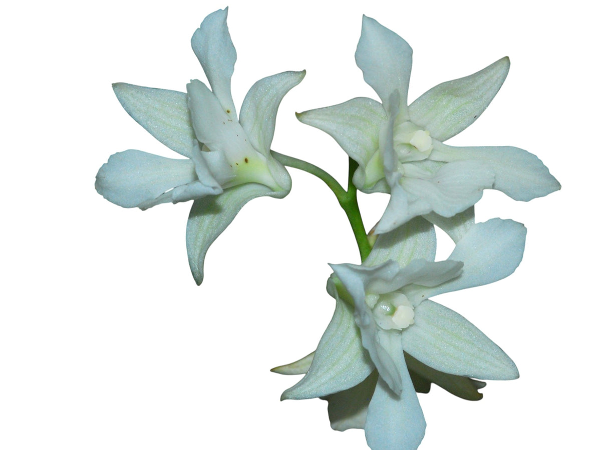 Dendrobium Mini White — Ecuagenera Orquídeas del Ecuador
