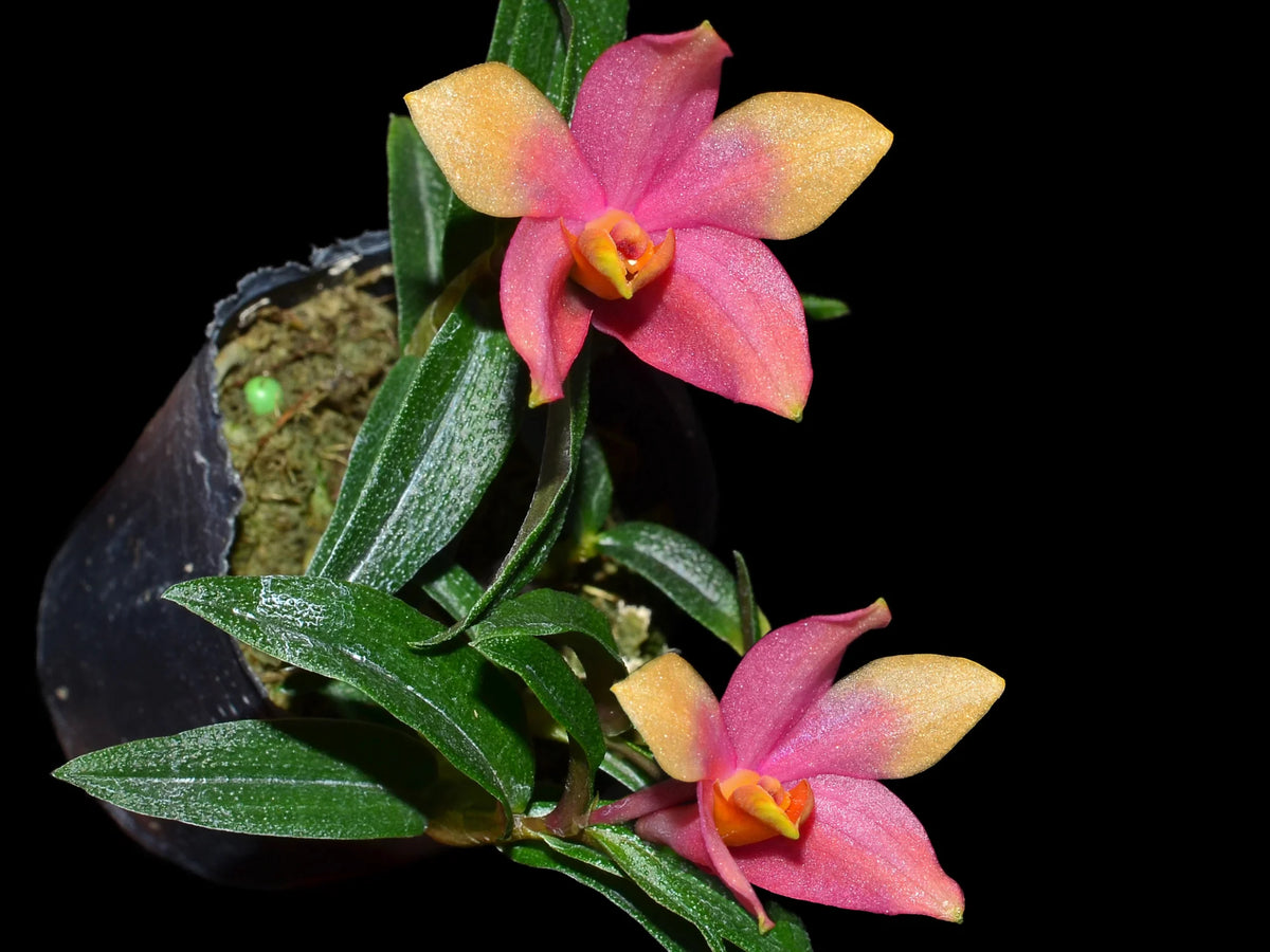 Dendrobium Mtn's Butterfly Kisses — Ecuagenera Orquídeas del Ecuador