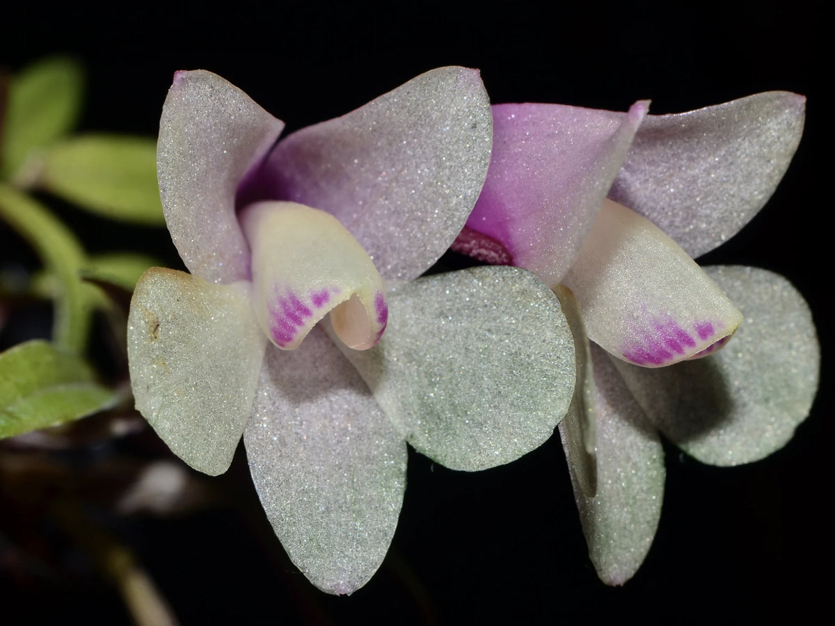 Dendrobium Pepe Portilla — Ecuagenera Orquídeas del Ecuador