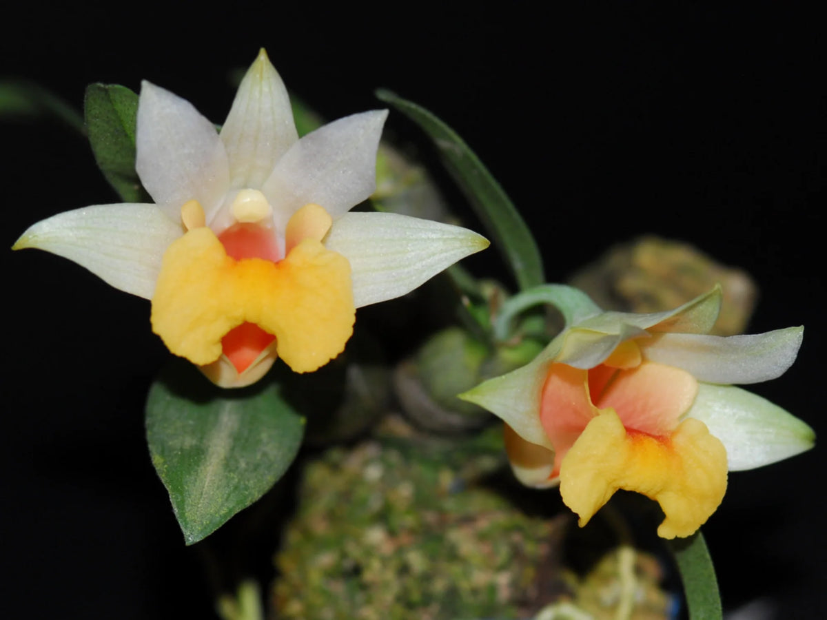 Dendrobium bellatulum — Ecuagenera Orquídeas del Ecuador