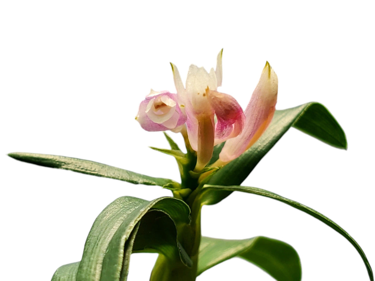 Dendrobium constrictum x Dendrobium caliculi-mentum — Ecuagenera ...