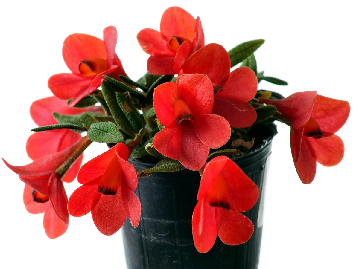 Dendrobium cuthbertsonii f. red — Ecuagenera Orquídeas del Ecuador