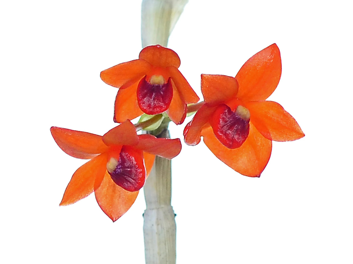 Dendrobium mohlianum — Ecuagenera Orquídeas del Ecuador