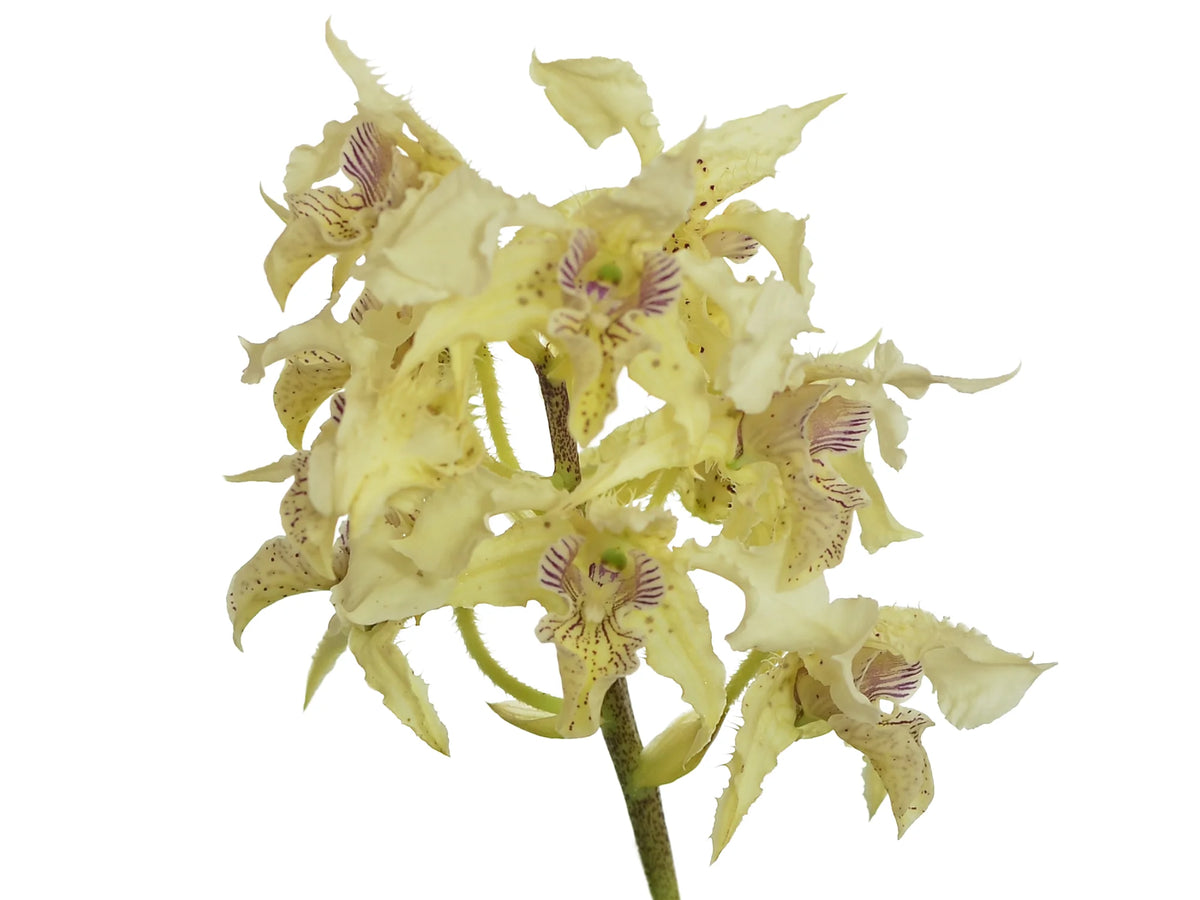Dendrobium polysema var. pallidum — Ecuagenera Orquídeas del Ecuador