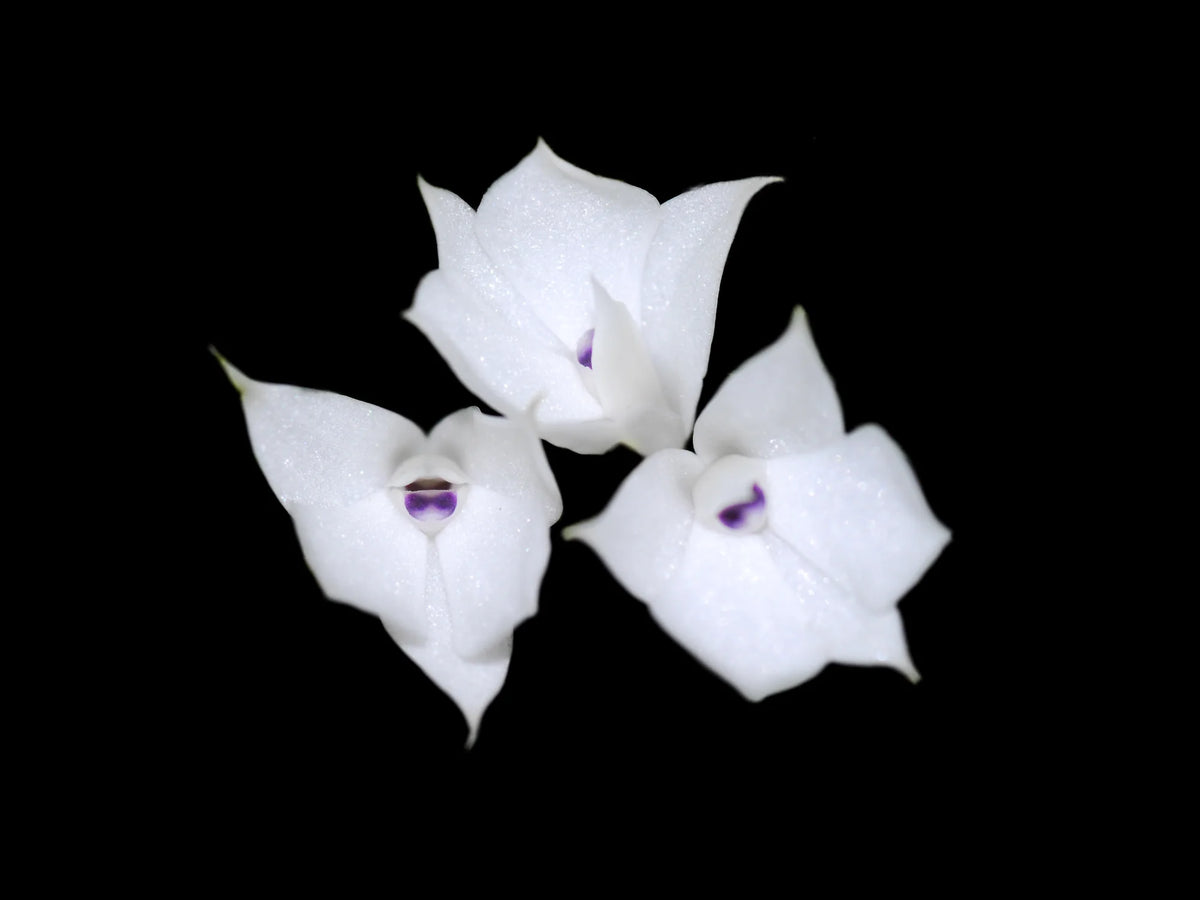 Dendrobium subuliferum — Ecuagenera Orquídeas del Ecuador