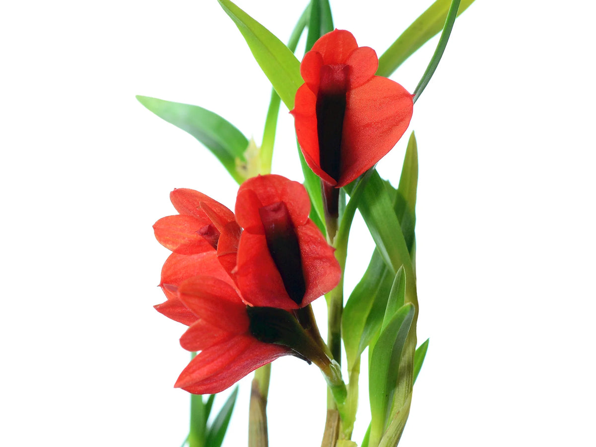 Dendrobium vexillarius f. red — Ecuagenera Orquídeas del Ecuador