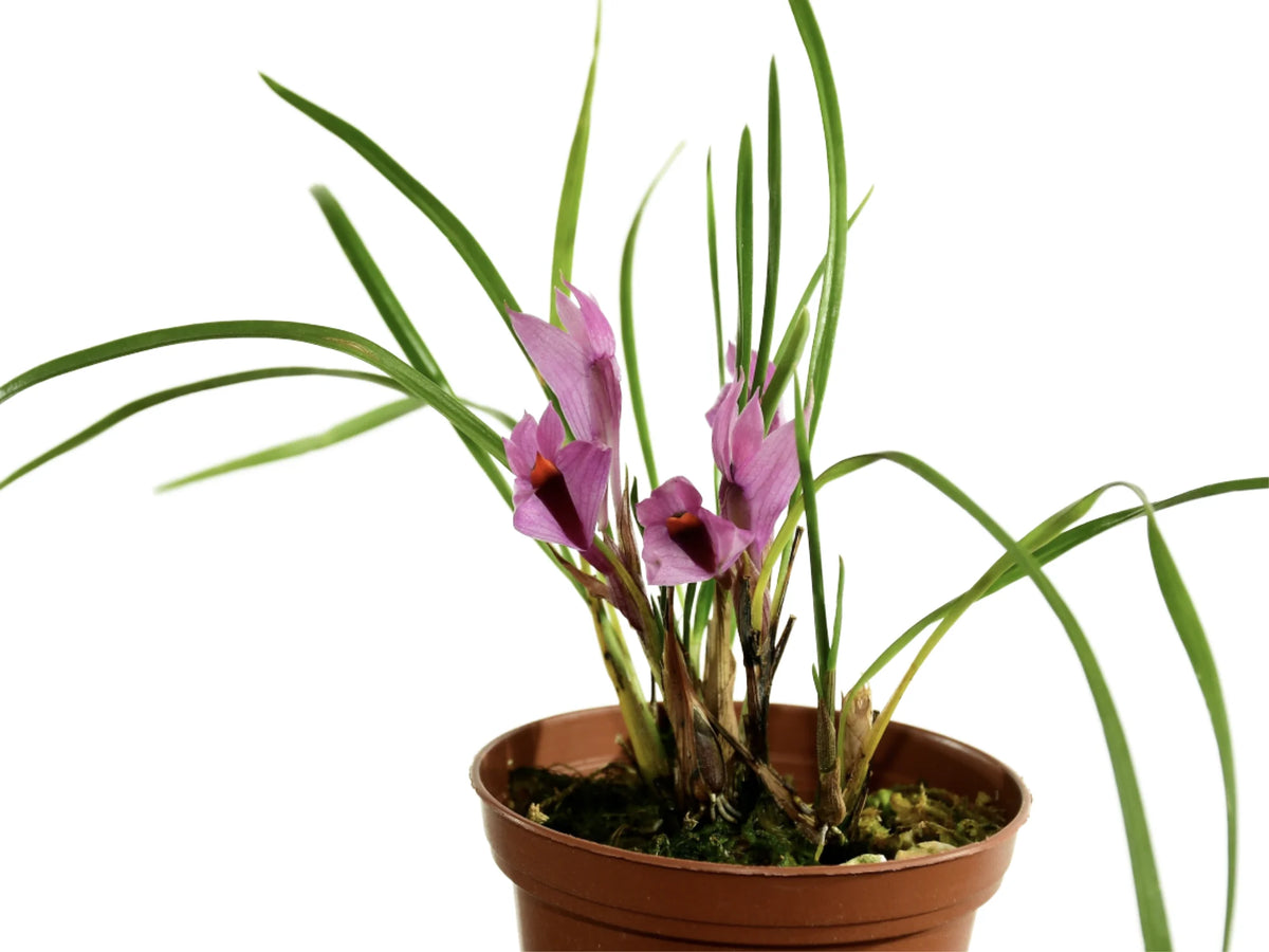 Dendrobium violaceum thin leaves — Ecuagenera Orquídeas del Ecuador