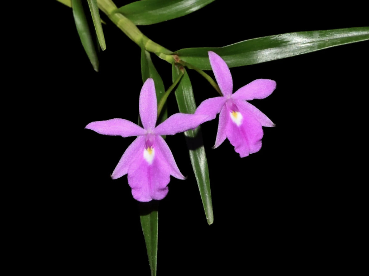 Dimerandra emarginata — Ecuagenera Orquídeas del Ecuador