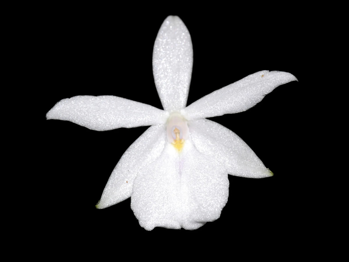 Dimerandra emarginata alba — Ecuagenera Orquídeas del Ecuador