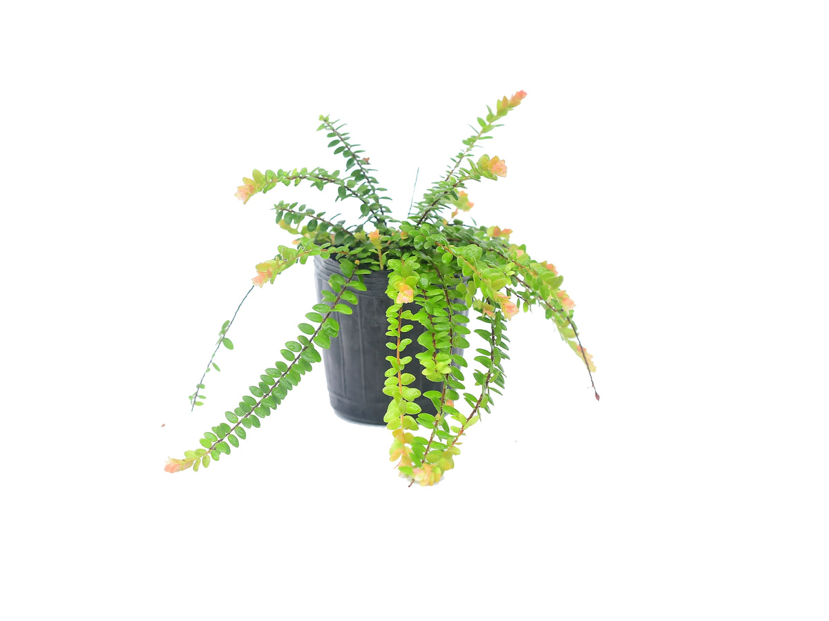 Disterigma campii — Ecuagenera Orquídeas del Ecuador