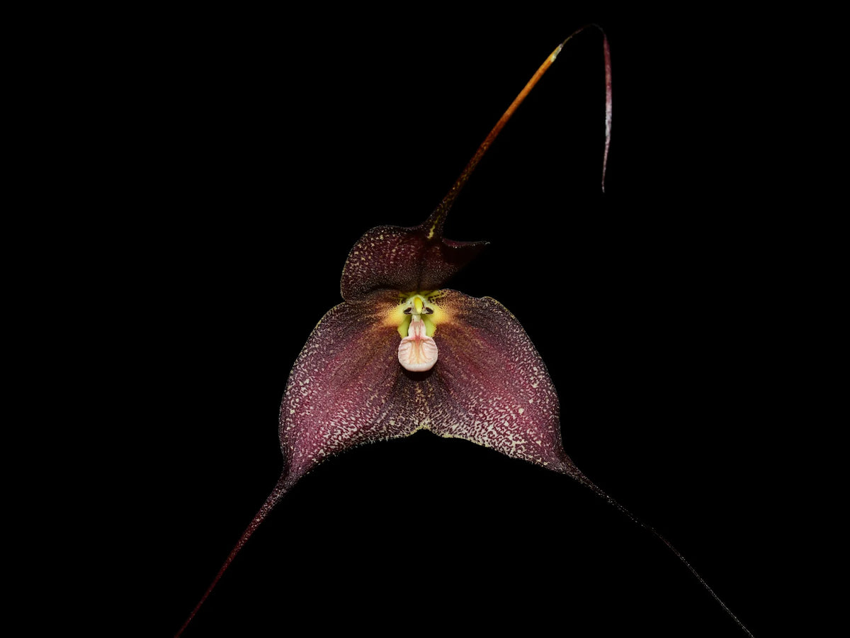 Dracula Harold Koopowitz — Ecuagenera Orquídeas del Ecuador