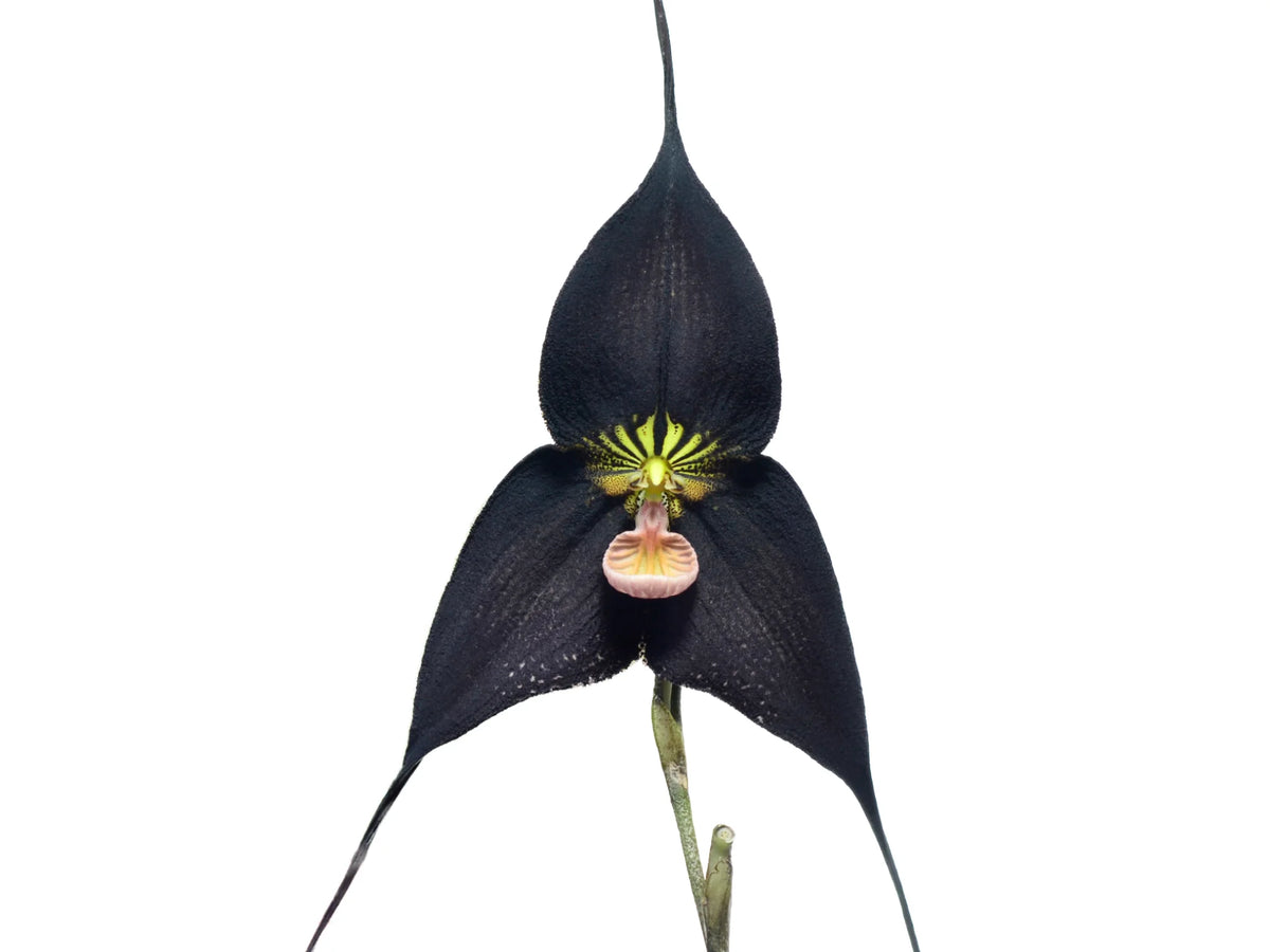 Dracula Raven Jet — Ecuagenera Orquídeas del Ecuador