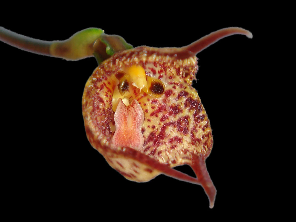 Dracula mopsus — Ecuagenera Orquídeas del Ecuador